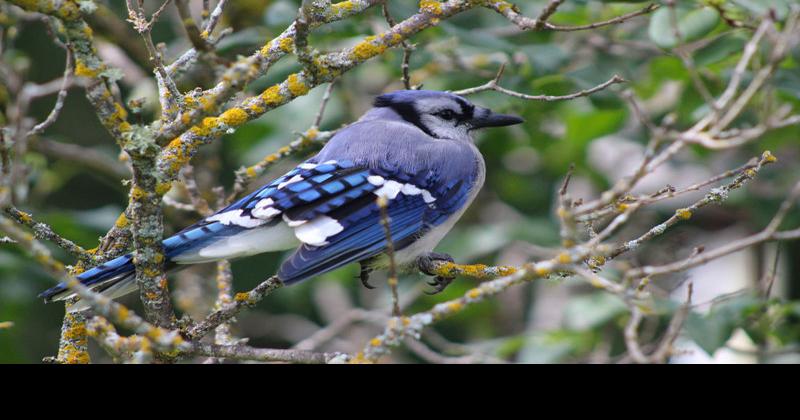 Focus on nature: Winter songbirds | Free | apg-wi.com