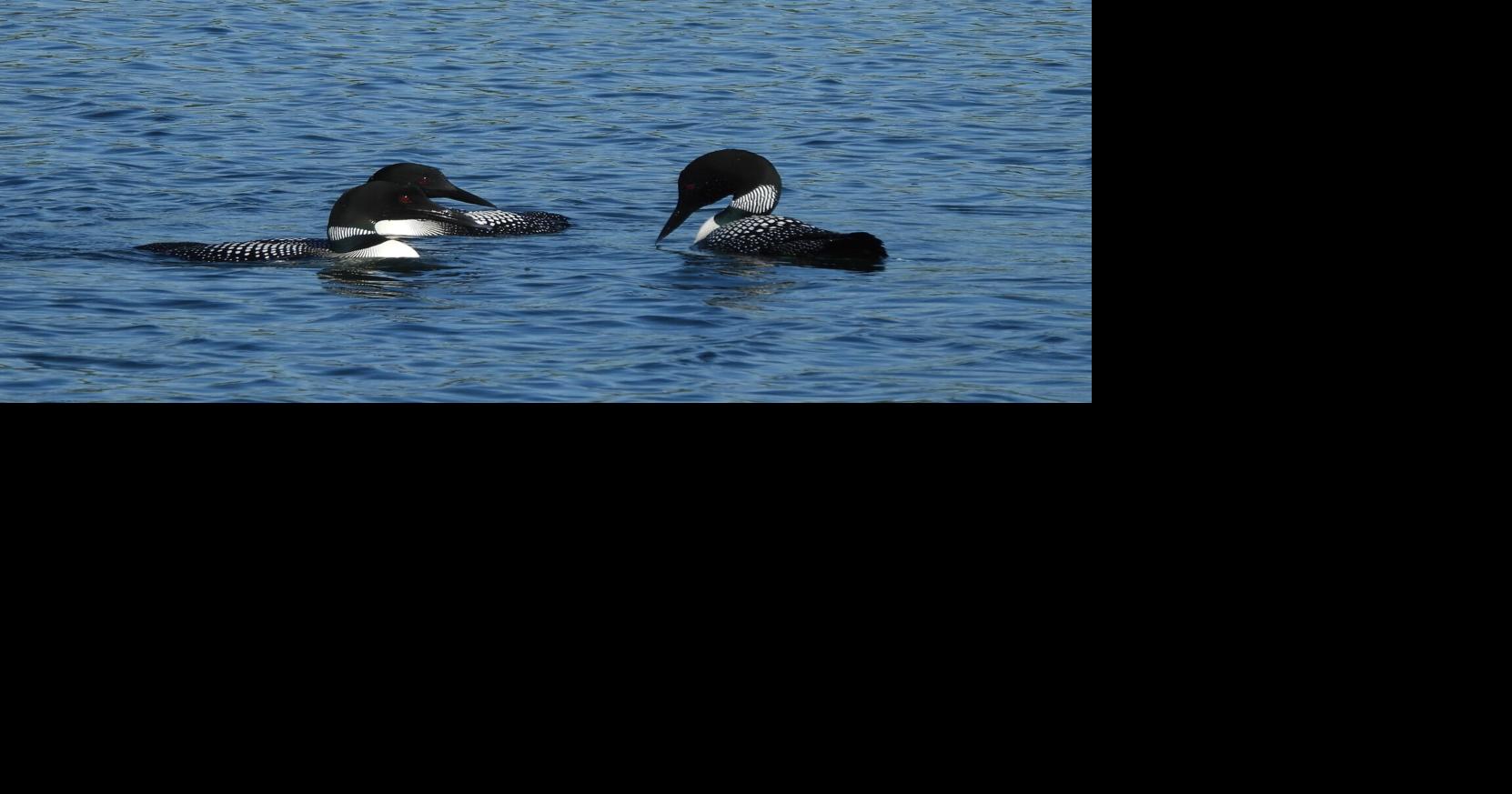 A festival of birds and nature | Columnists | apg-wi.com