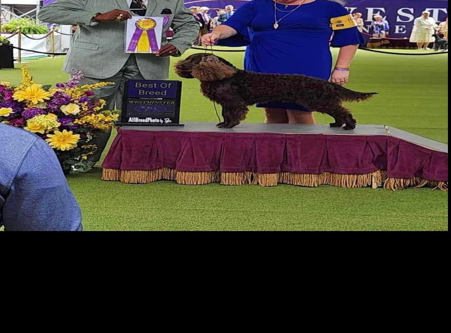 BEST IN BREED: Park Falls dog wins at Westminster | Price County Review ...