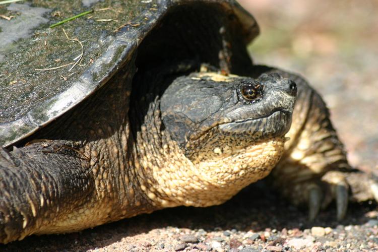 Hibernation more than a long winter nap | Outdoors | apg-wi.com