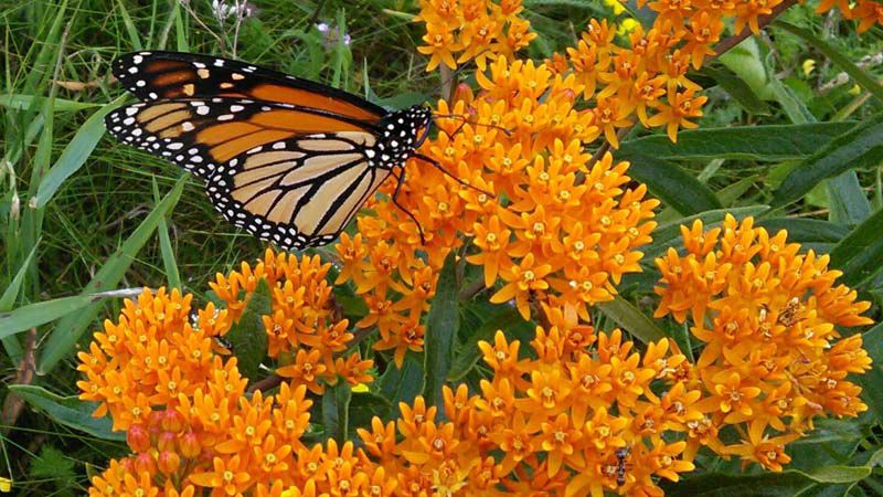 Focus on nature: Dropping by unexpectedly | Free | apg-wi.com