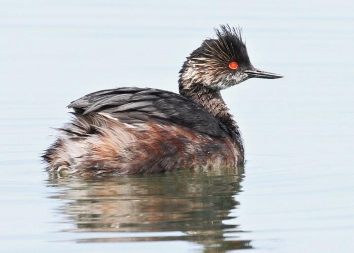 Rare grebe gives Ashland the stink eye | Outdoors | apg-wi.com