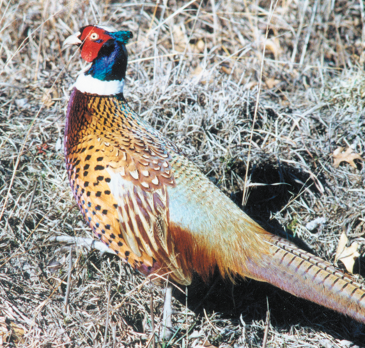 Meadow morning: A visit to Crex Meadows is magical | Outdoors | apg-wi.com