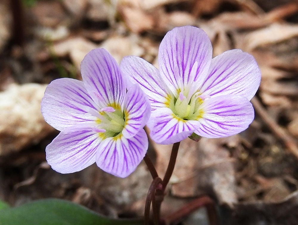 Natural Connections: Wildflowers prove spring is not canceled | Free ...
