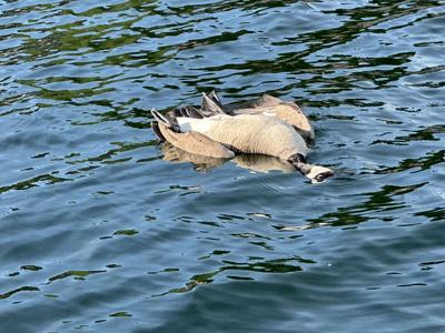 Dead geese found on Shell Lake | Local | apg-wi.com