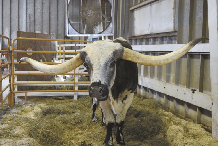 110th Washburn County Fair | Local | apg-wi.com