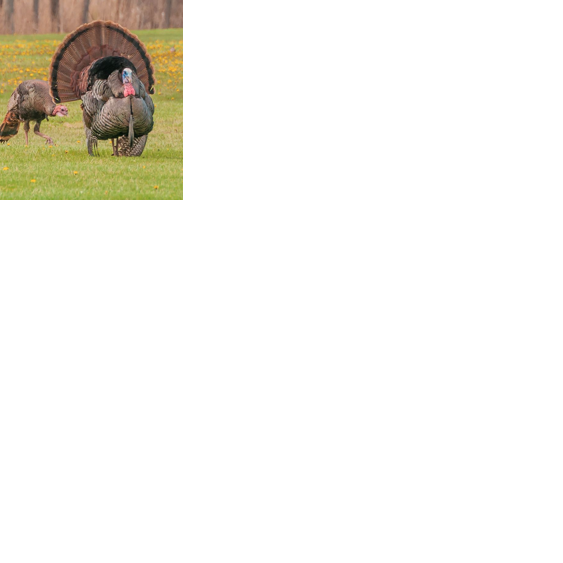Bonus turkey permits soon available for spring season | Outdoors | apg ...