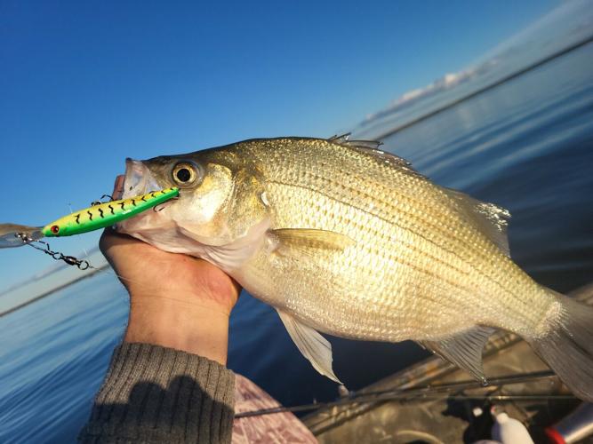 An Outdoorsman’s Journal: Fishing striper with dreams of elk | Price ...