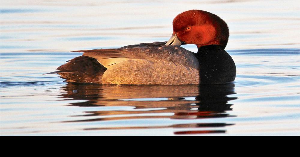 Focus on nature: Student spotlight - waterfowl photography | Free | apg ...