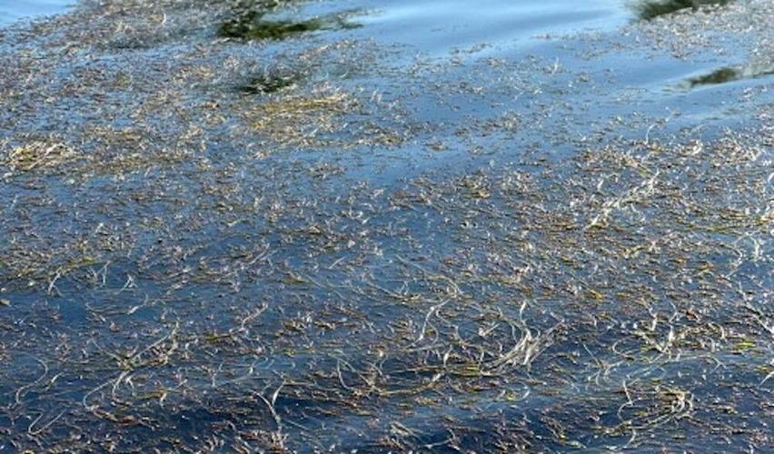 Why all the weeds? | News | apg-wi.com