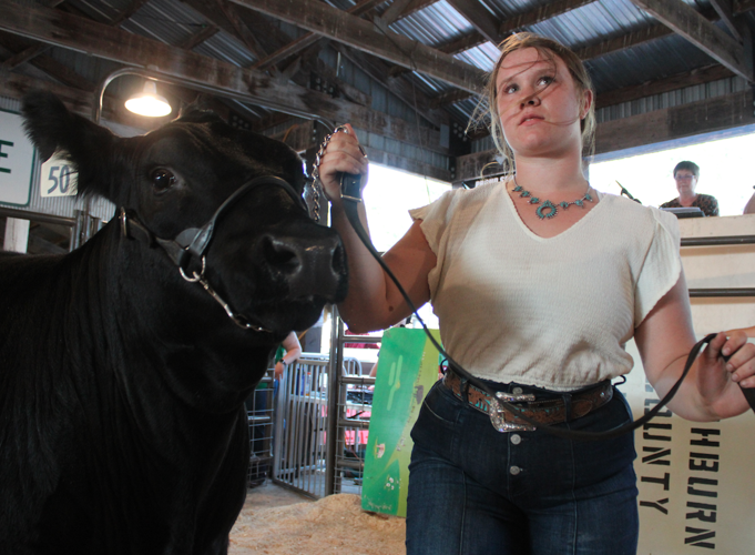 Livestock Show & Sale at Washburn County Fair | Local | apg-wi.com