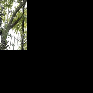 Archery, crossbow seasons now open | Outdoors | apg-wi.com