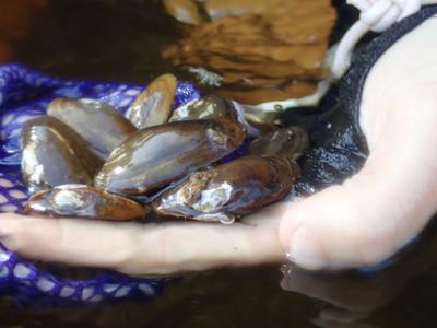 Wildlife regulators say Wisconsin mussel is at risk of extinction ...