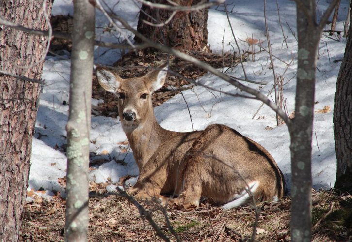 Hibernation time: As cold weather arrives, many of nature’s creatures ...