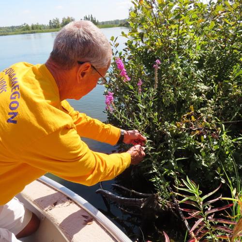 Chequamegon Lions clean Chippewa Flowage shores | Sawyer County Record ...