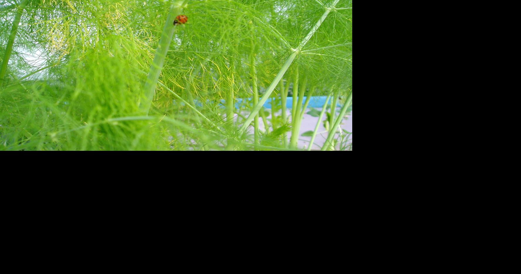 Down on the farm: Ladybug patrol | News | apg-wi.com