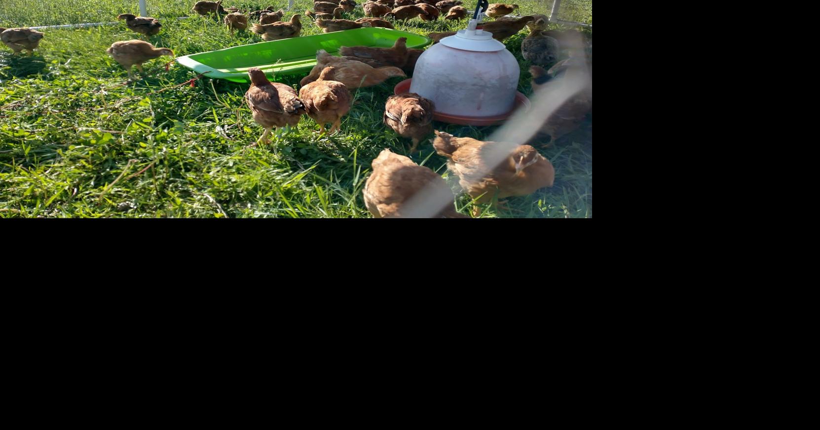 Chickens could be kept in every Wisconsin community under new bill ...