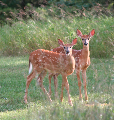 Among the little ones: Seeing new spotted fawns is pure joy | Outdoors ...