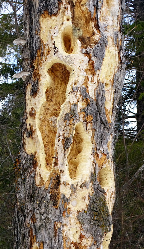 Focus on nature: The story of a dead tree | Free | apg-wi.com