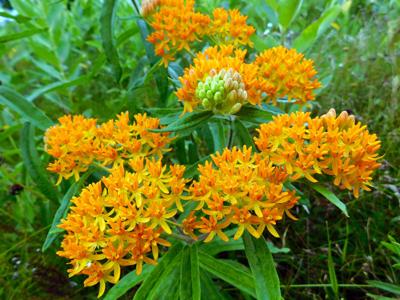 Focus on nature: Butterfly weed | Free | apg-wi.com