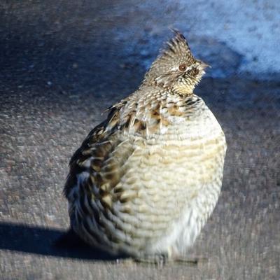 Focus on nature: A ruffed grouse with true grit | Free | apg-wi.com