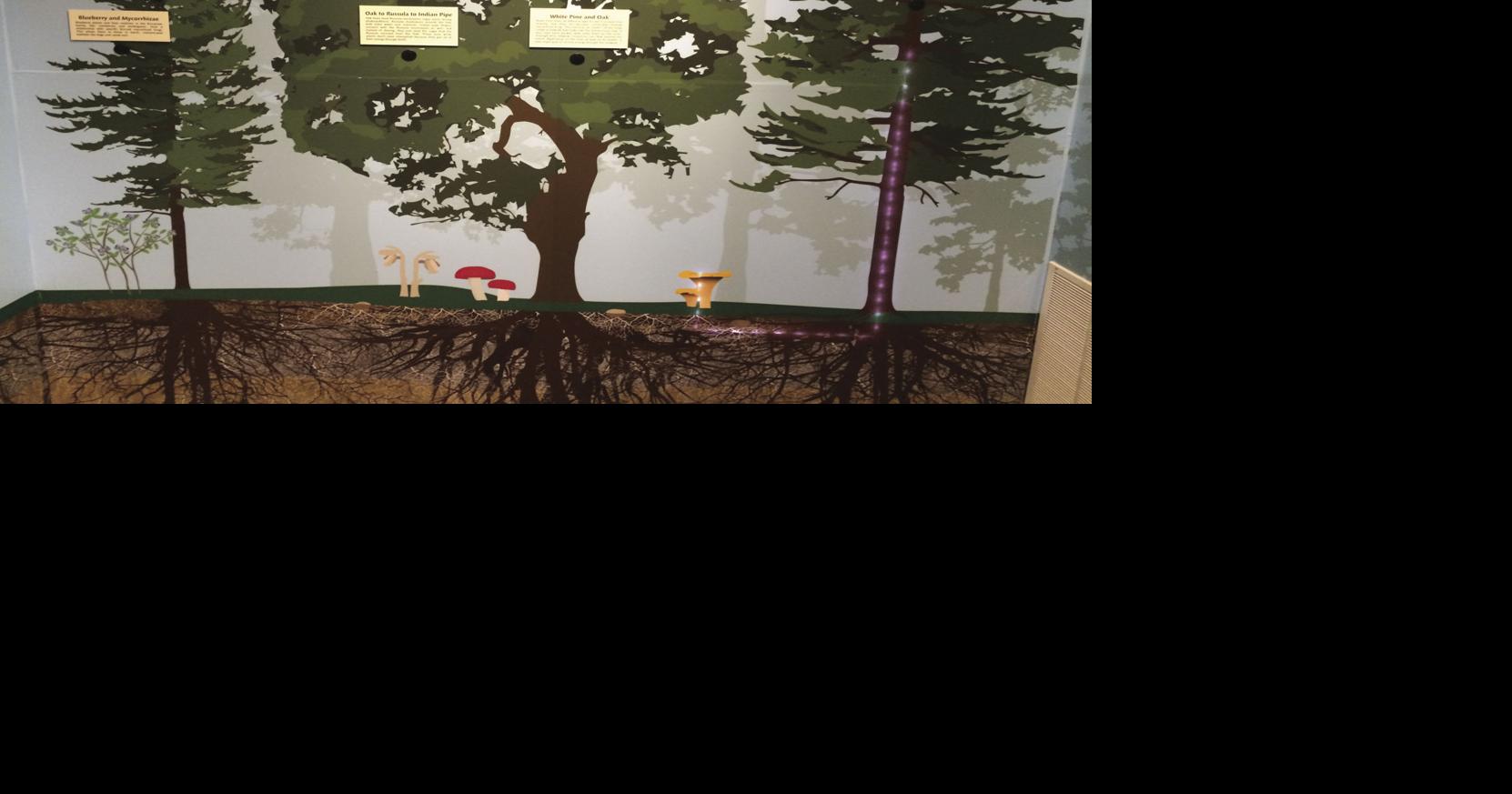 New Cable museum exhibit celebrates relationships in nature ...