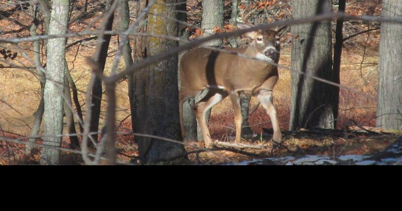 Haunting owl’s call signals the end of a great deer hunting season ...