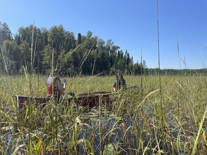 Manoomin — and much more: Bayfield students experience wild-rice ...