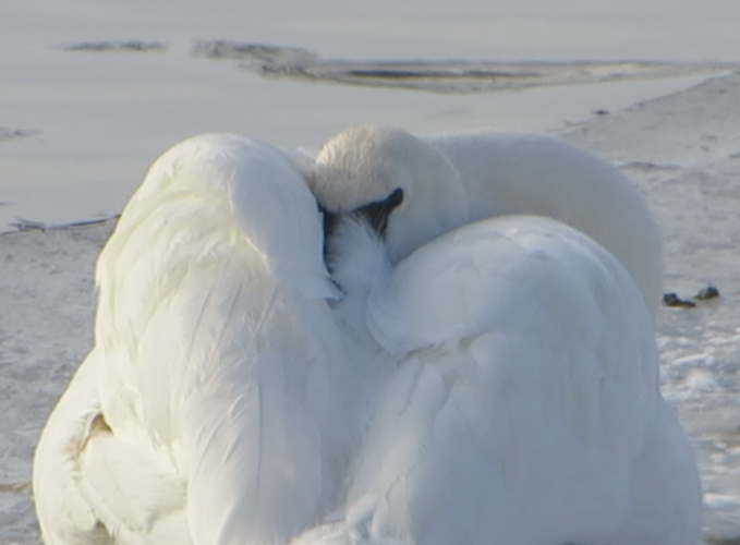 Hibernation more than a long winter nap | Outdoors | apg-wi.com
