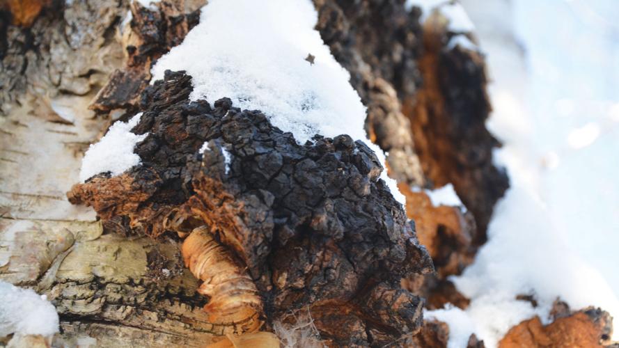 Ivan Curry takes third place in science symposium with study on chaga ...
