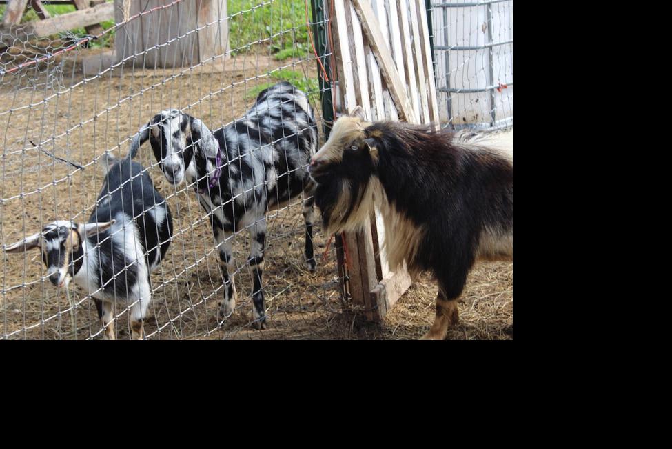 Arland family raising kids, making goat milk products | Free | apg-wi.com