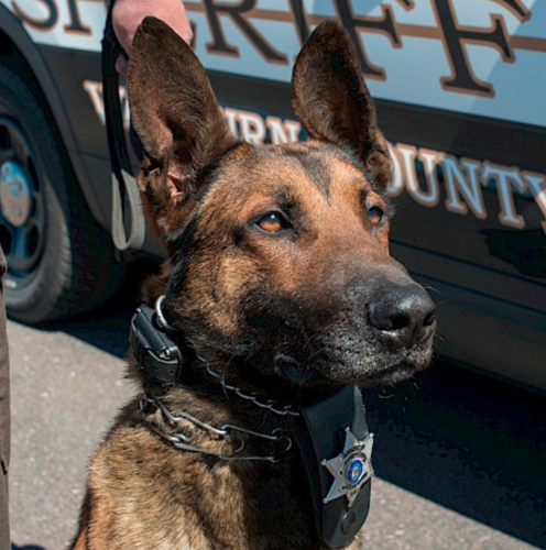 10-42 for the last time: Washburn County K9 Onyx retired from duty ...