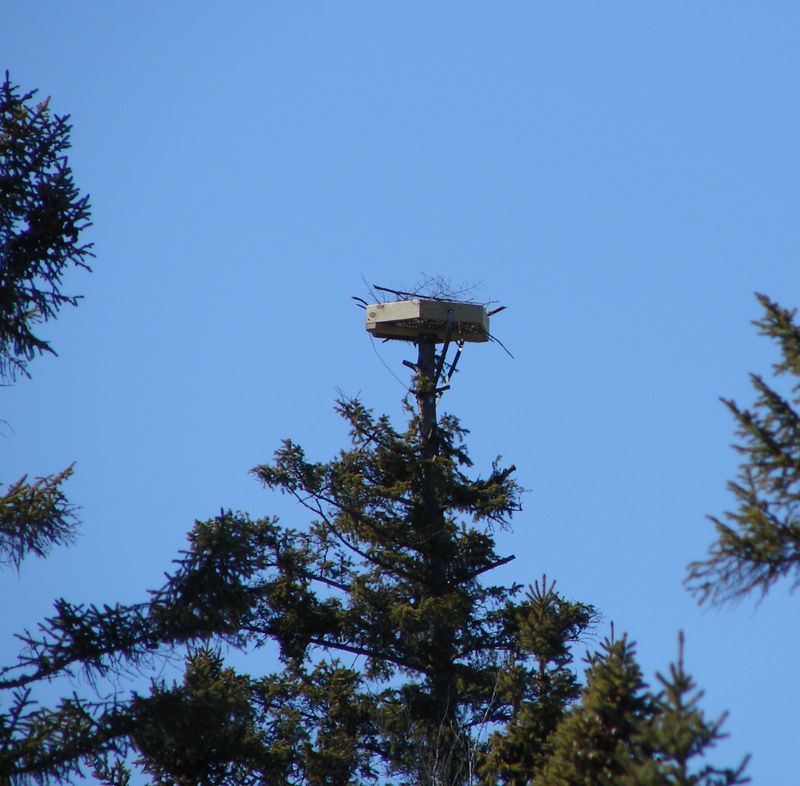 New nesting platforms for local ospreys | Outdoors | apg-wi.com