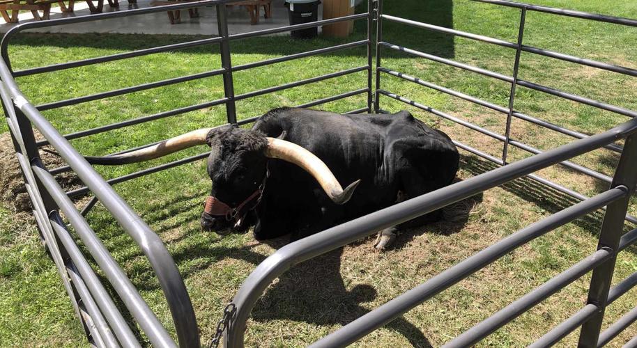 Old-Fashioned County Fair at Pioneer Village Museum | Photos | apg-wi.com