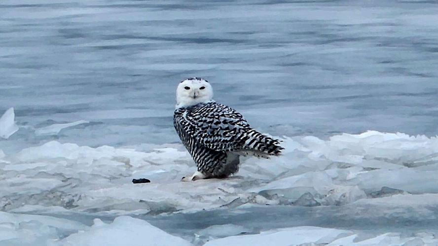 Snowy owl sightings are higher than in recent years | State And ...
