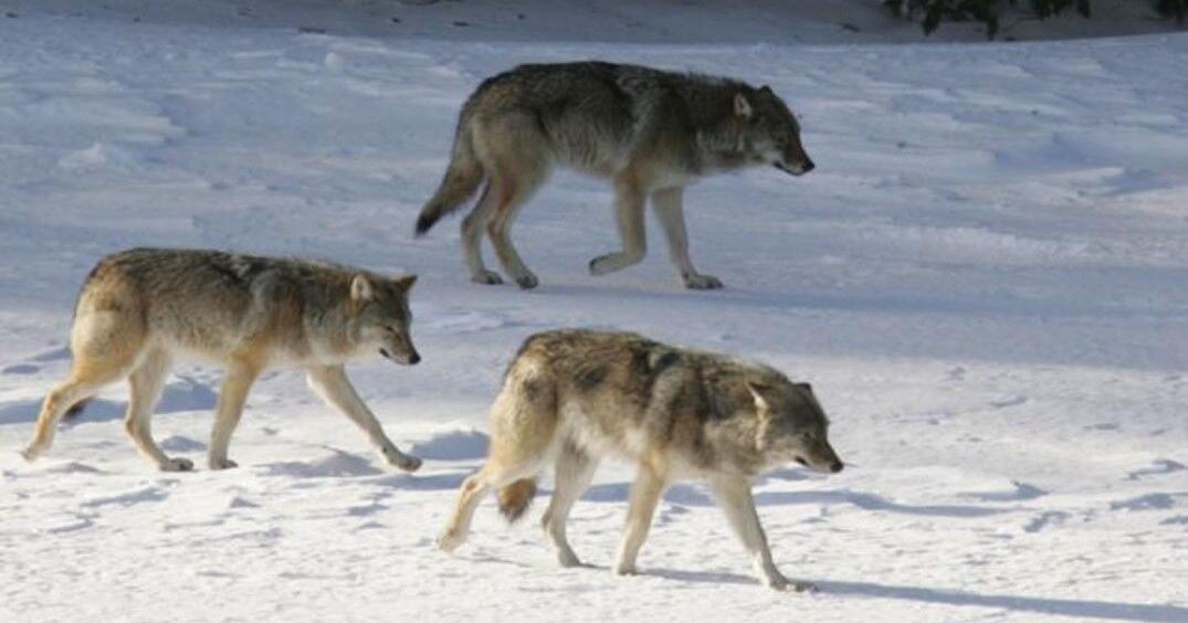 A better plan for Wisconsin wolves | Columnists | apg-wi.com