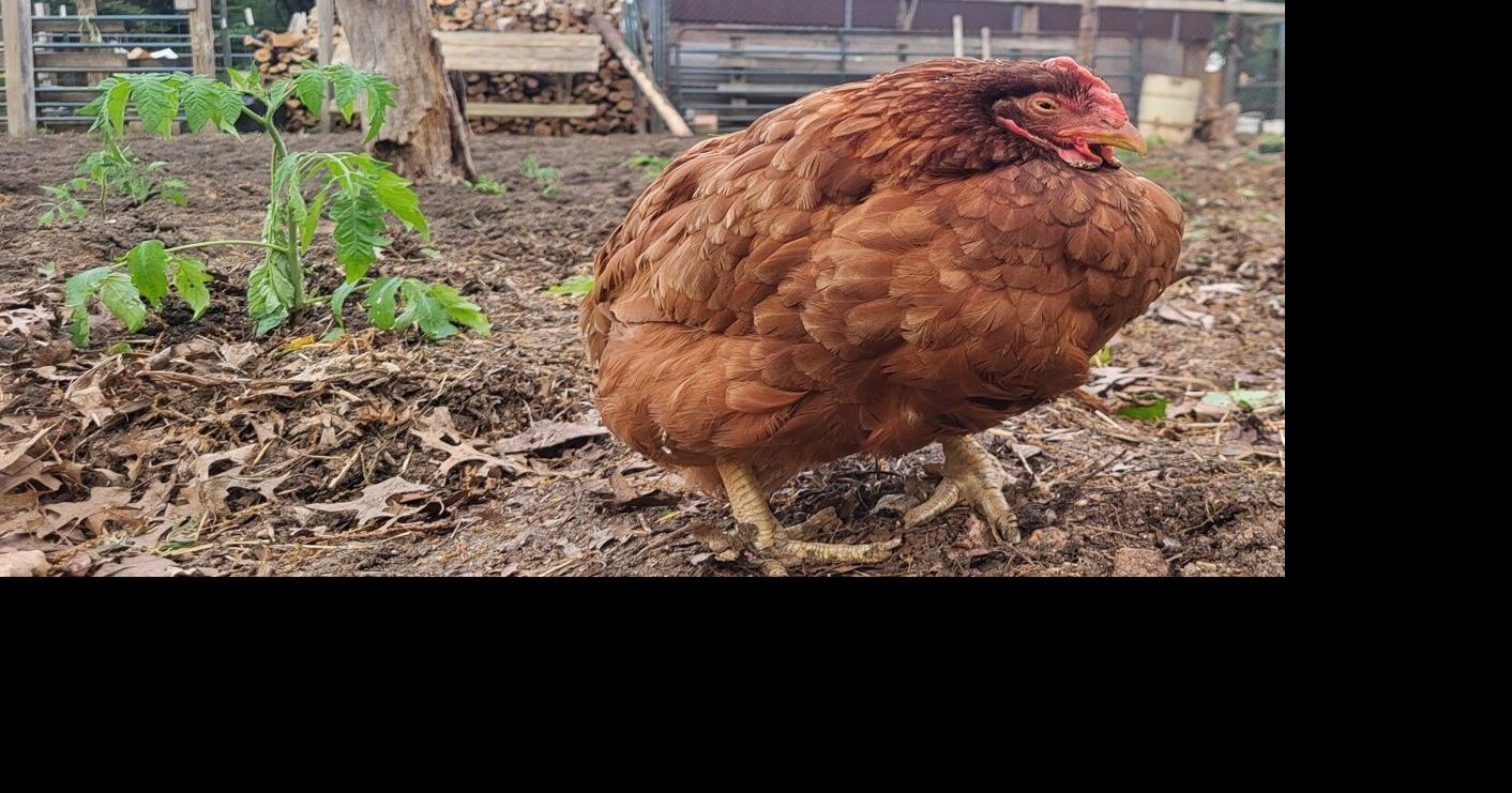 An Outdoorsman’s Journal: The Old Red Hen | Price County Review | apg ...