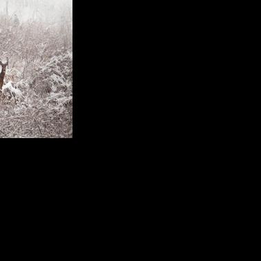 Plenty of time left to harvest deer in Wisconsin | Outdoors | apg-wi.com