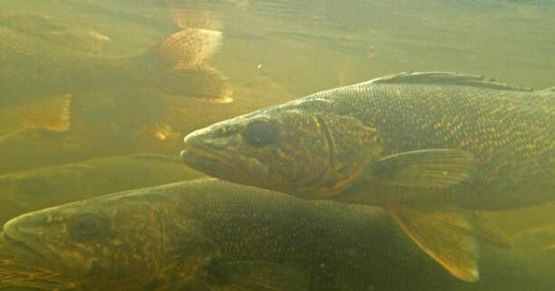 'The walleye wars' | Outdoors | apg-wi.com