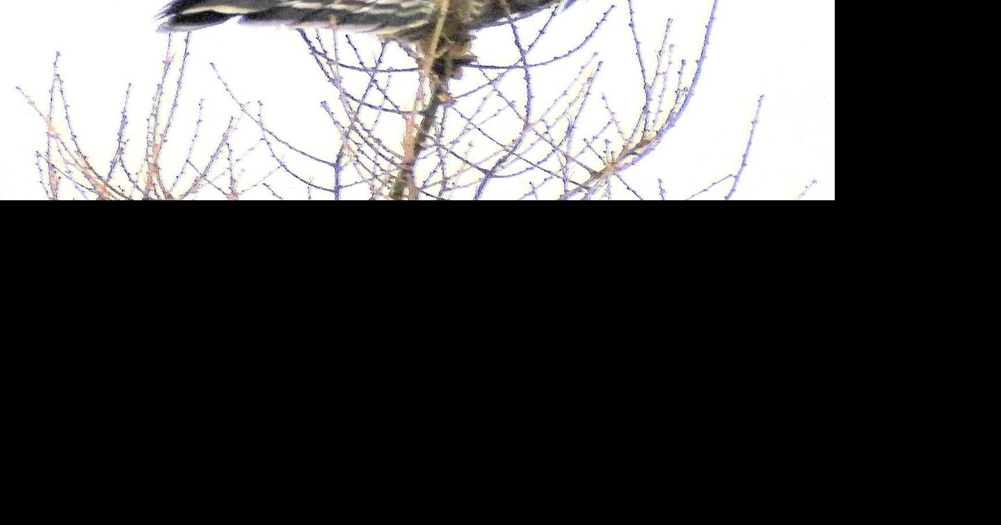 Focus on Nature: Arctic visitor - The rough-legged hawk visits Fifield ...