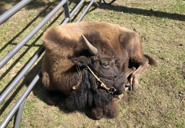 Old-Fashioned County Fair at Pioneer Village Museum | Photos | apg-wi.com