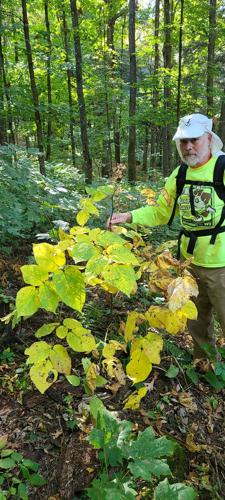 Visiting the Totagatic Highlands Hemlocks State Natural Area | Regional ...