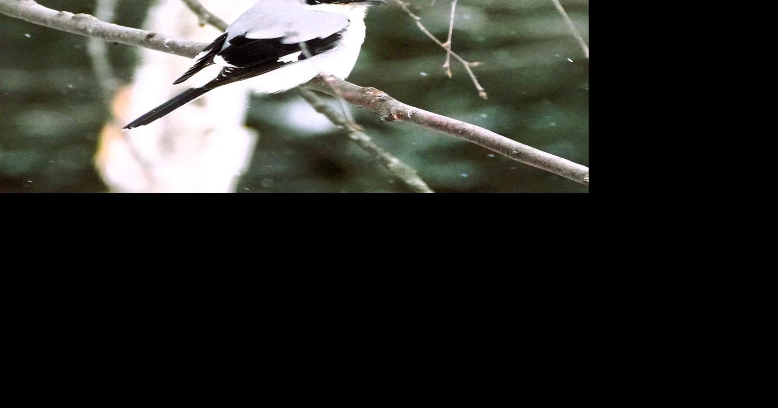 FOCUS ON NATURE: 59th Fifield-Park Falls Audubon Christmas Bird Count ...
