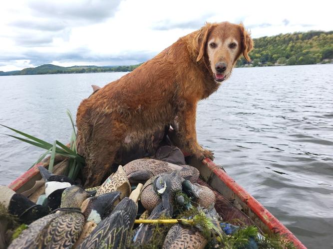 An Outdoorman's Journal: Ruby, the definition of a tough dog | Outdoors ...