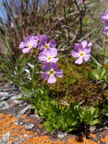 Beautiful bird's-eye primrose | Columnists | apg-wi.com