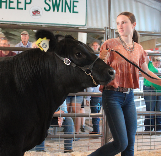 Livestock Show & Sale at Washburn County Fair | Local | apg-wi.com