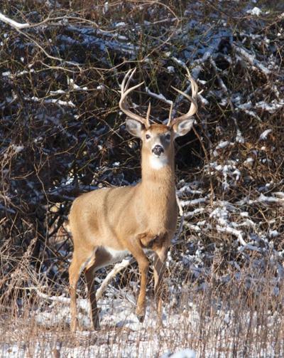 Whitetails Unlimited Banquet set for Sept. 28 in Shell Lake | Outdoors ...