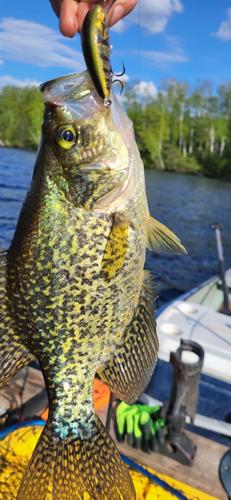 An Outdoorsman’s Journal: Home on the Flambeau | Price County Review ...