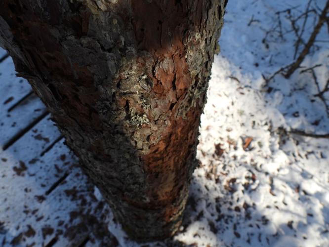 Natural Connections: Black-backed woodpecker in the bog | Outdoors ...