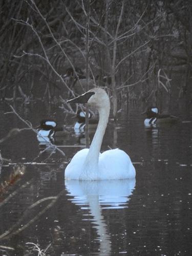 Natural Connections: Beavers and swans have comeback stories | Free ...